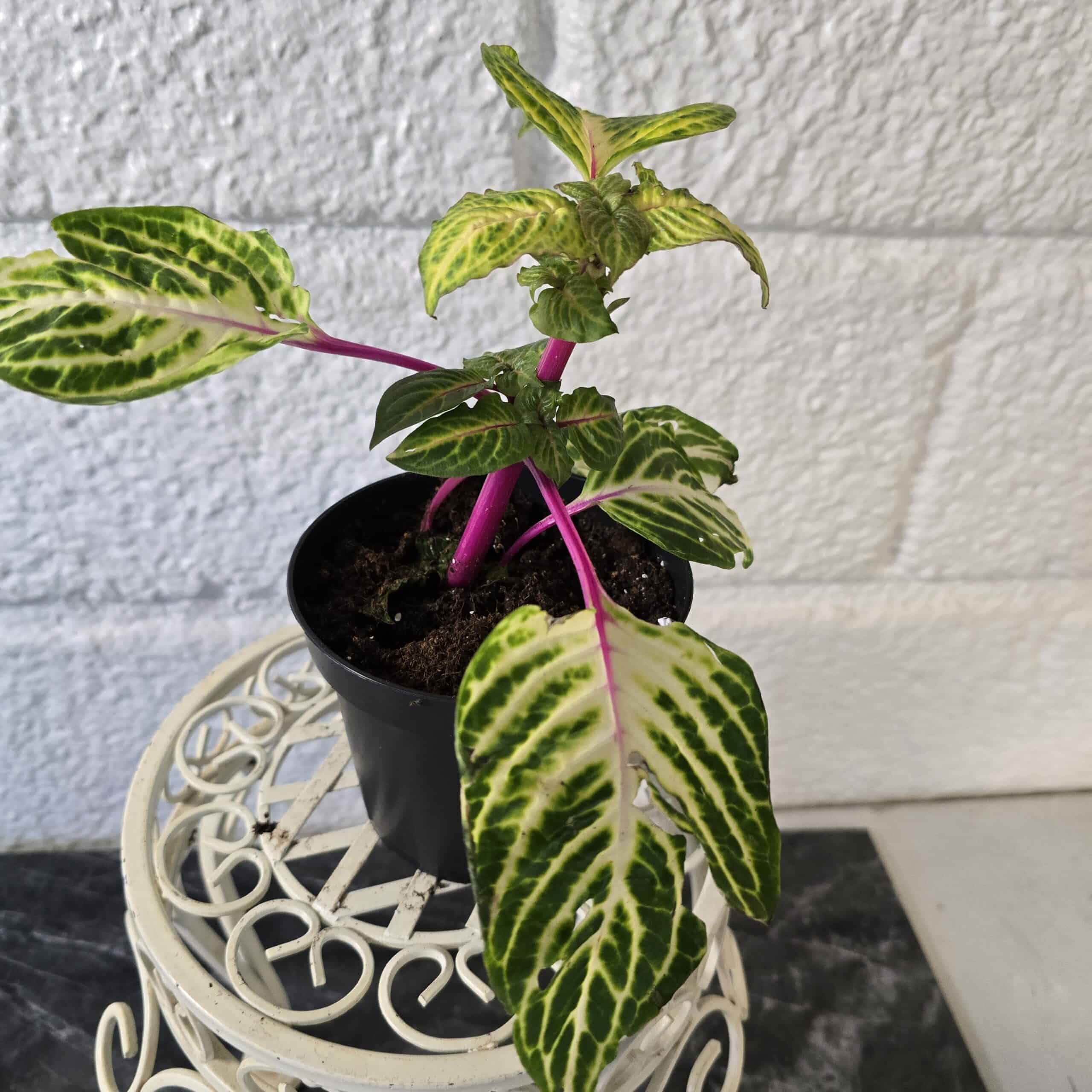 Punalehti Iresine herbstii 'Blazin Lime' - Viherpistokas