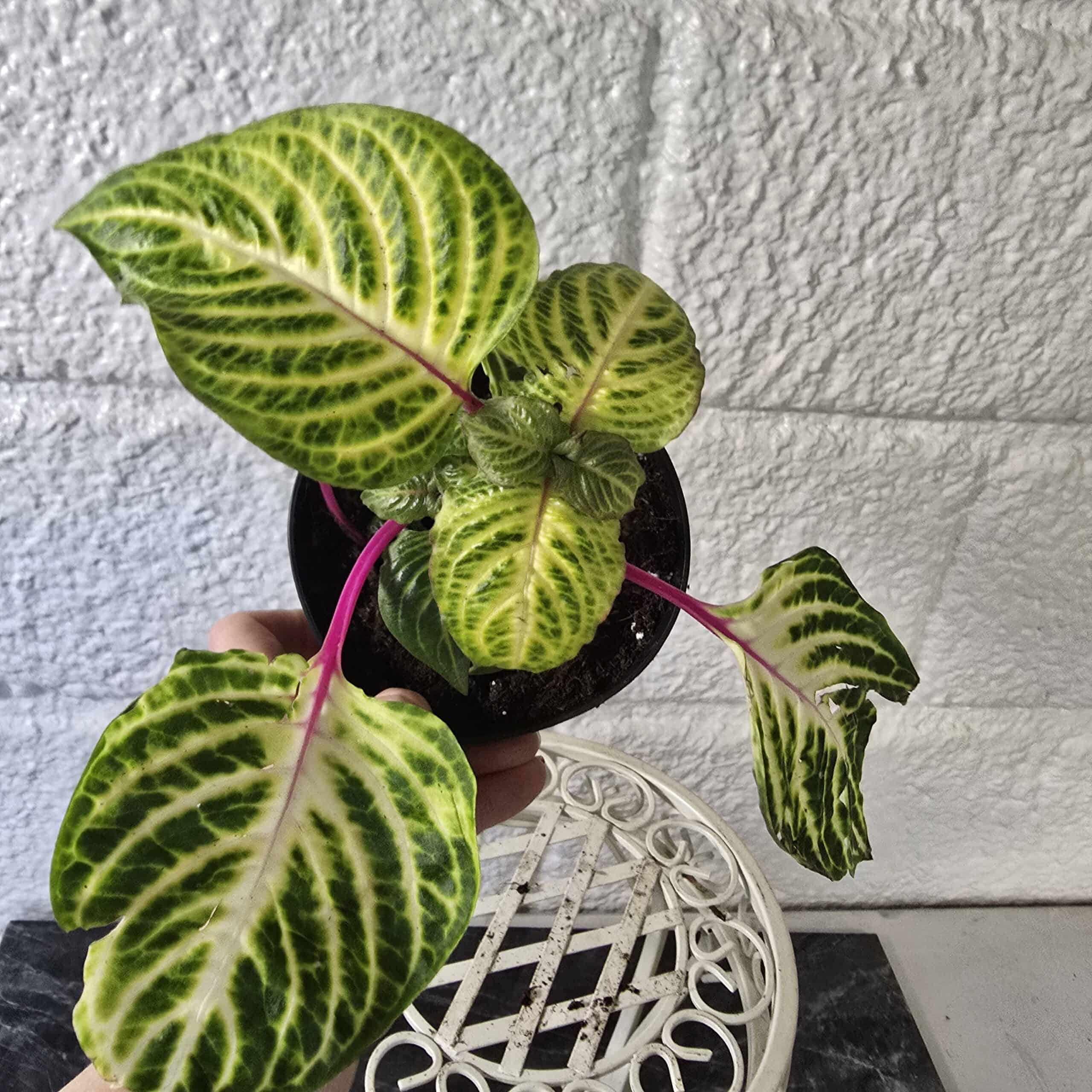 Punalehti Iresine herbstii 'Blazin Lime' - Viherpistokas